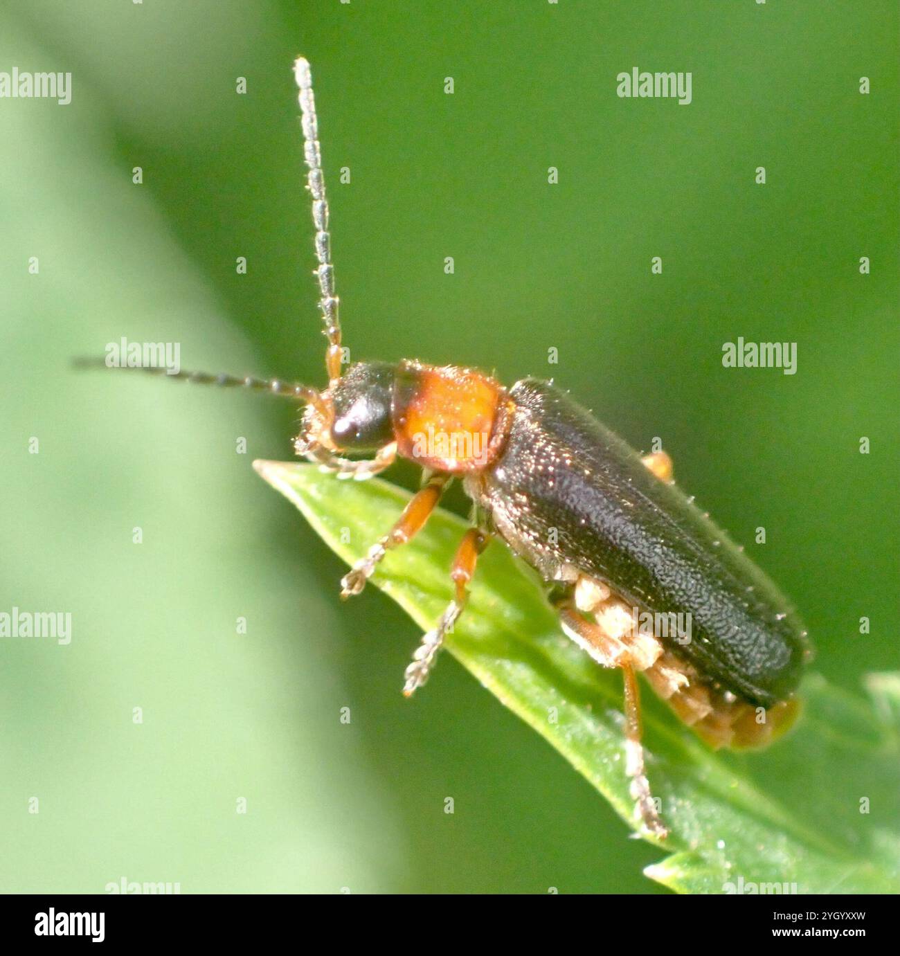 Soldier Beetles (Cantharidae Stock Photo - Alamy