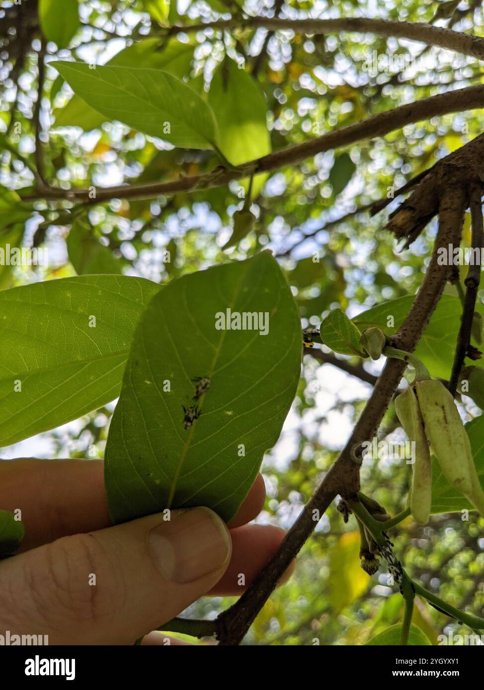 Mexican Treehopper (Membracis mexicana Stock Photo - Alamy