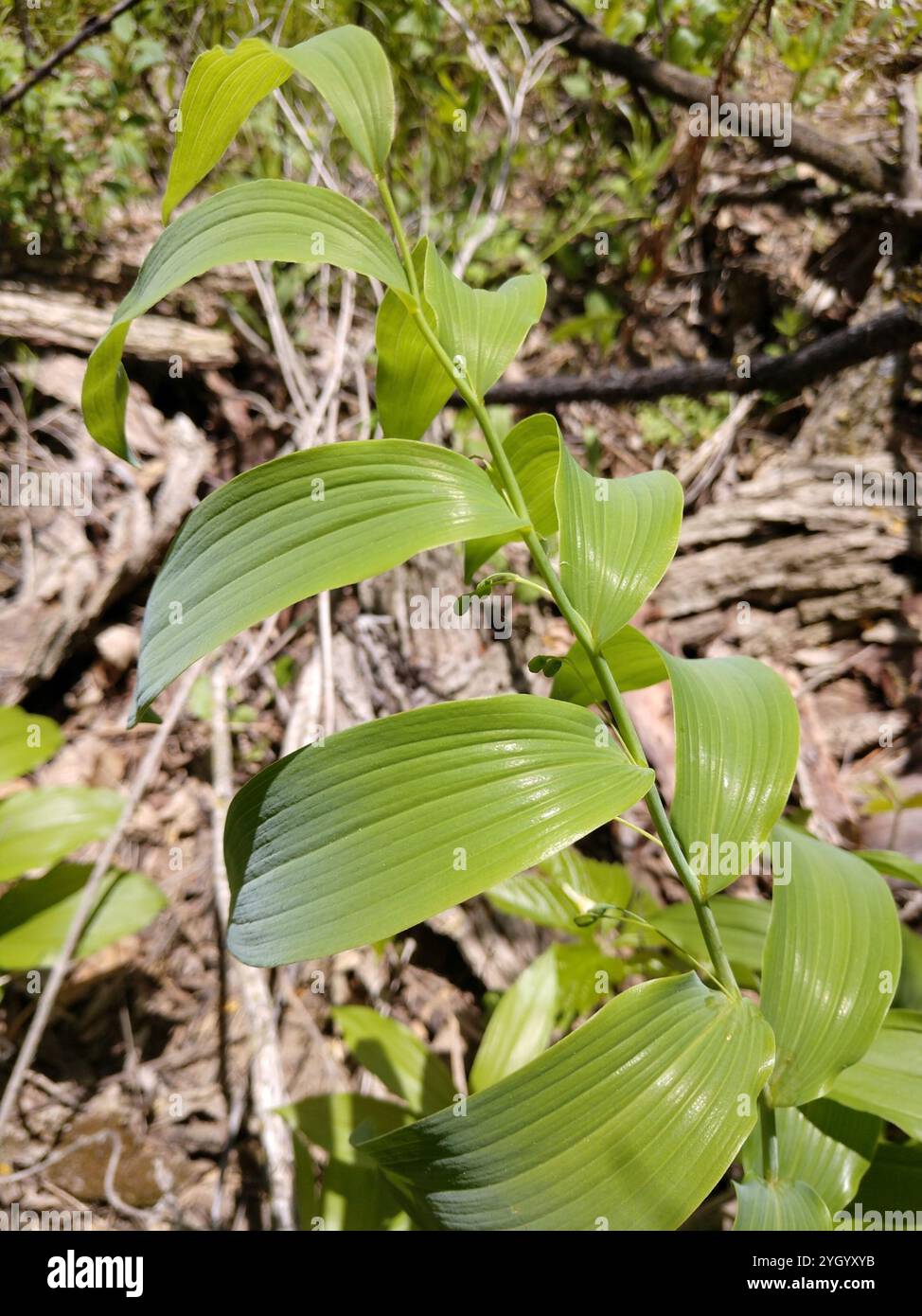 giant Solomon's seal (Polygonatum biflorum commutatum Stock Photo - Alamy