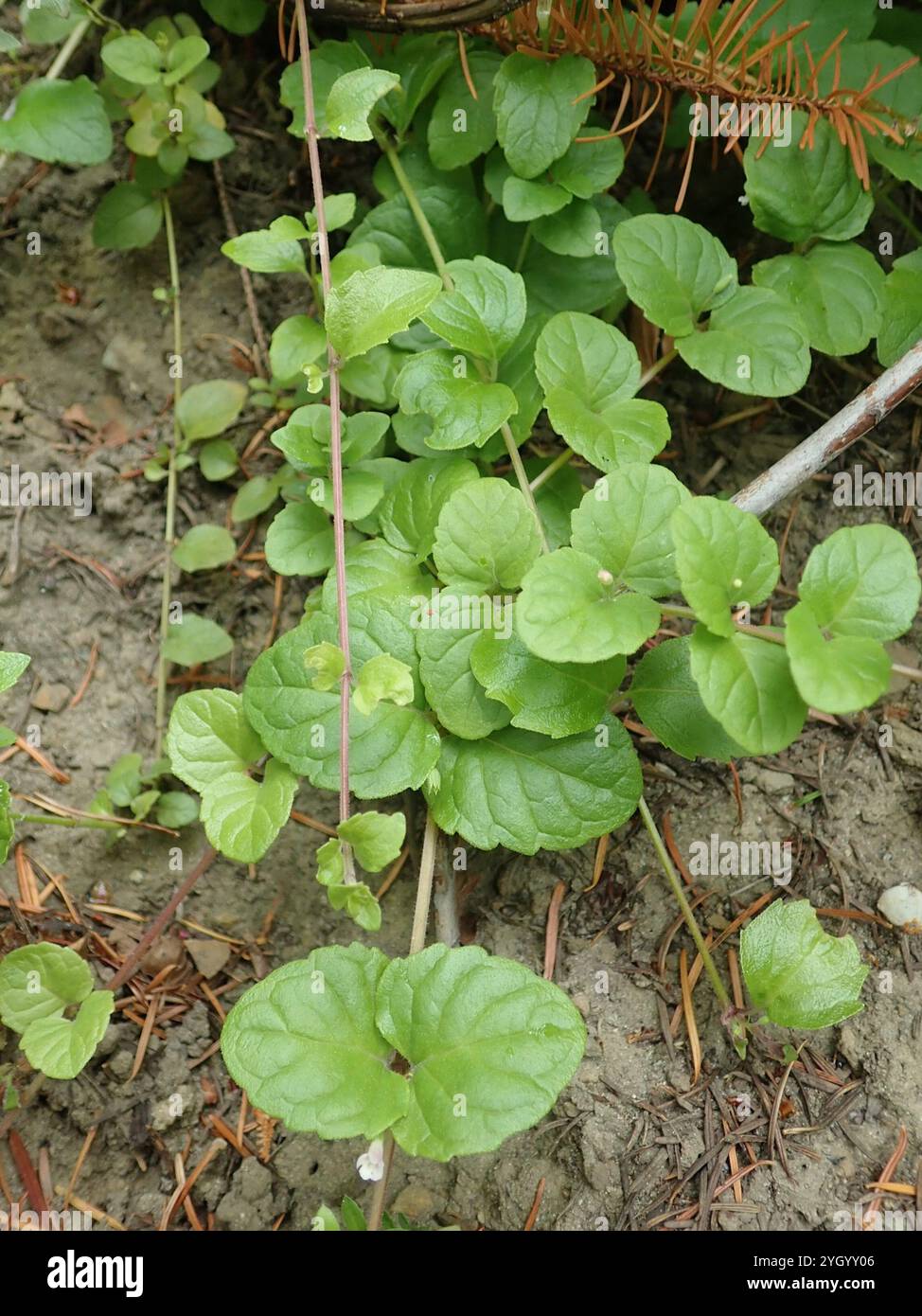 yerba buena (Clinopodium douglasii Stock Photo - Alamy