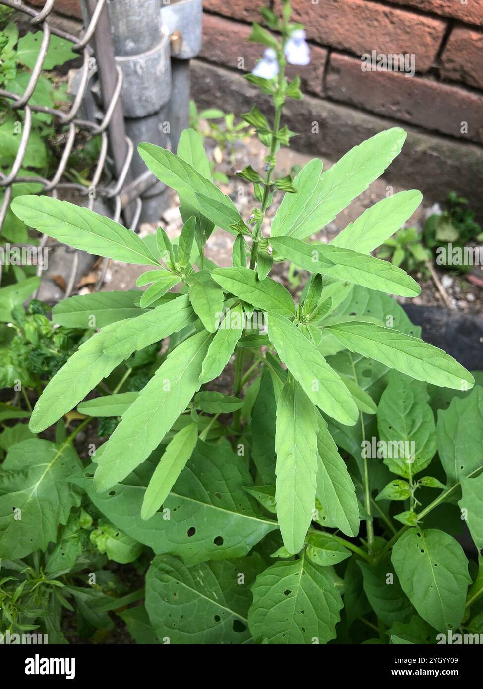 Mintweed (Salvia reflexa Stock Photo - Alamy