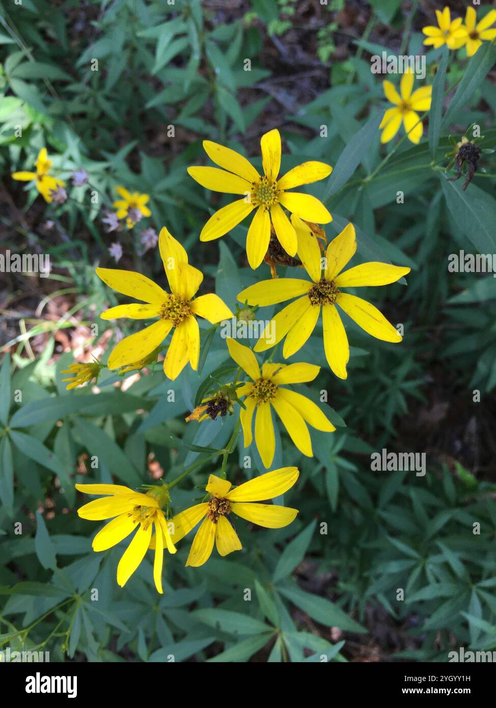 Greater Tickseed (Coreopsis major Stock Photo - Alamy