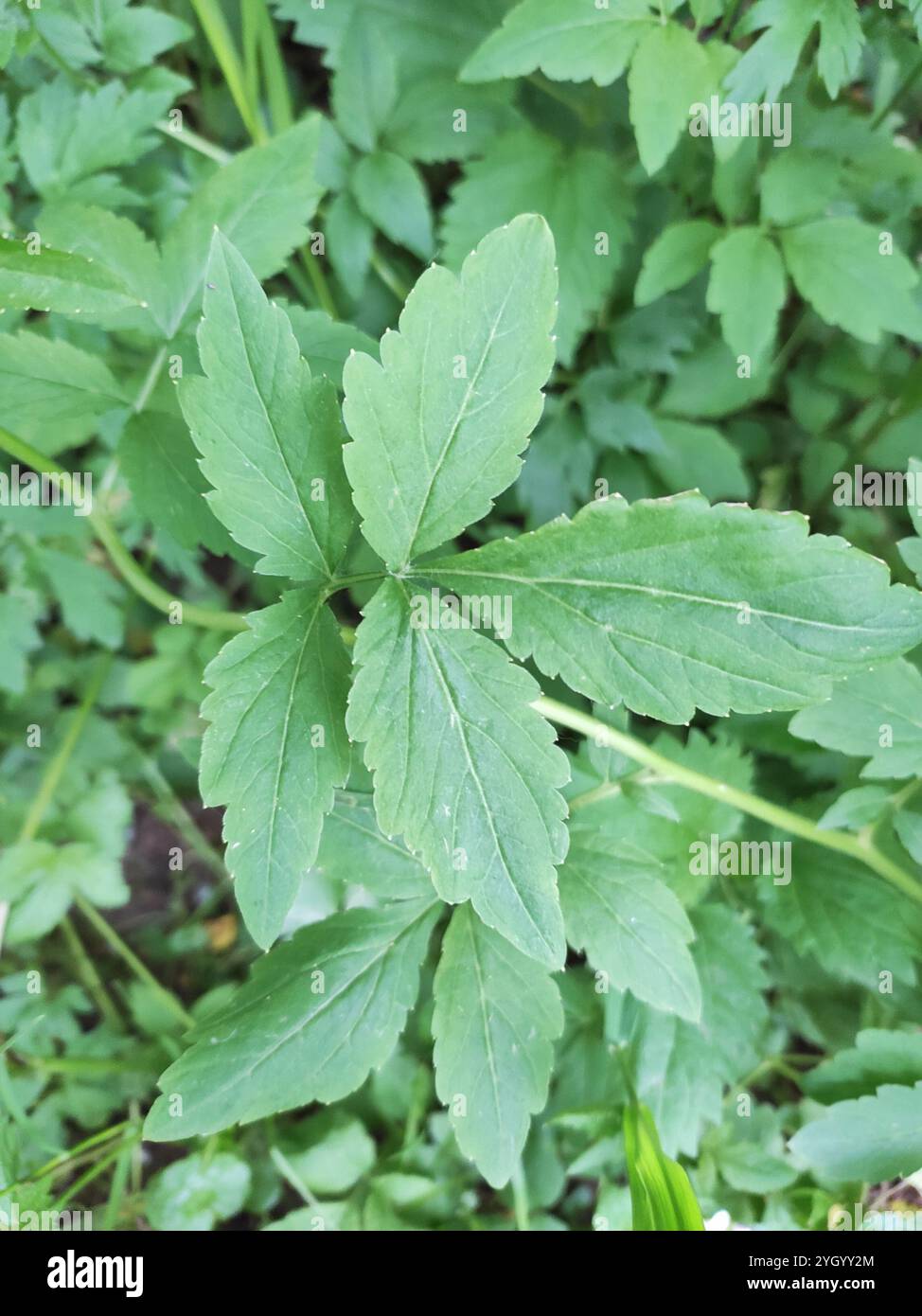 Large-leaved Bittercress (Cardamine macrophylla Stock Photo - Alamy
