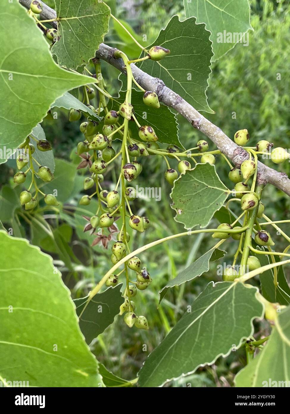 Eastern Cottonwood (Populus deltoides Stock Photo - Alamy