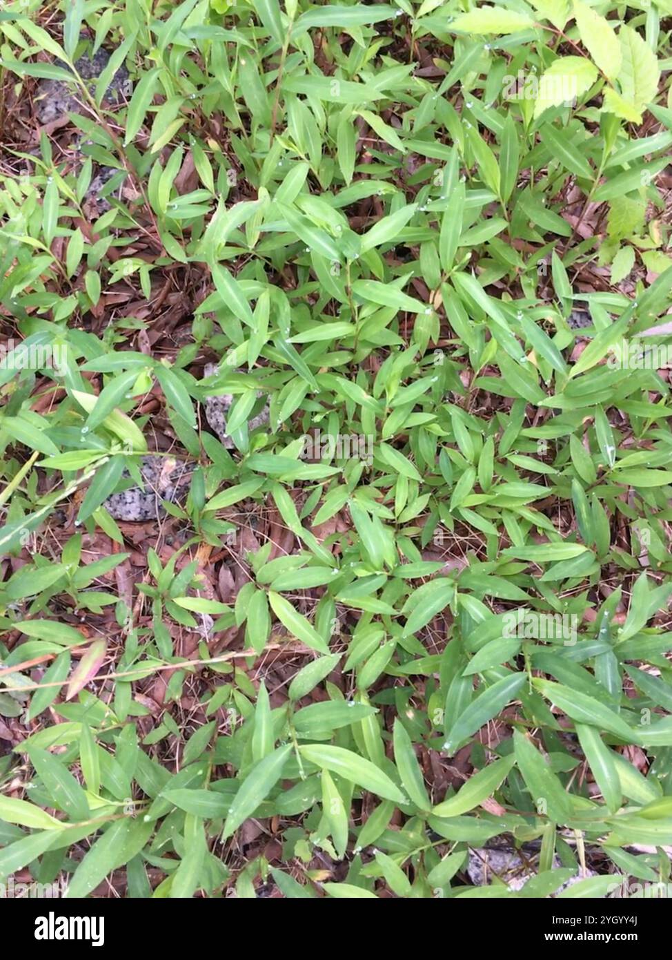 Japanese stiltgrass (Microstegium vimineum Stock Photo - Alamy