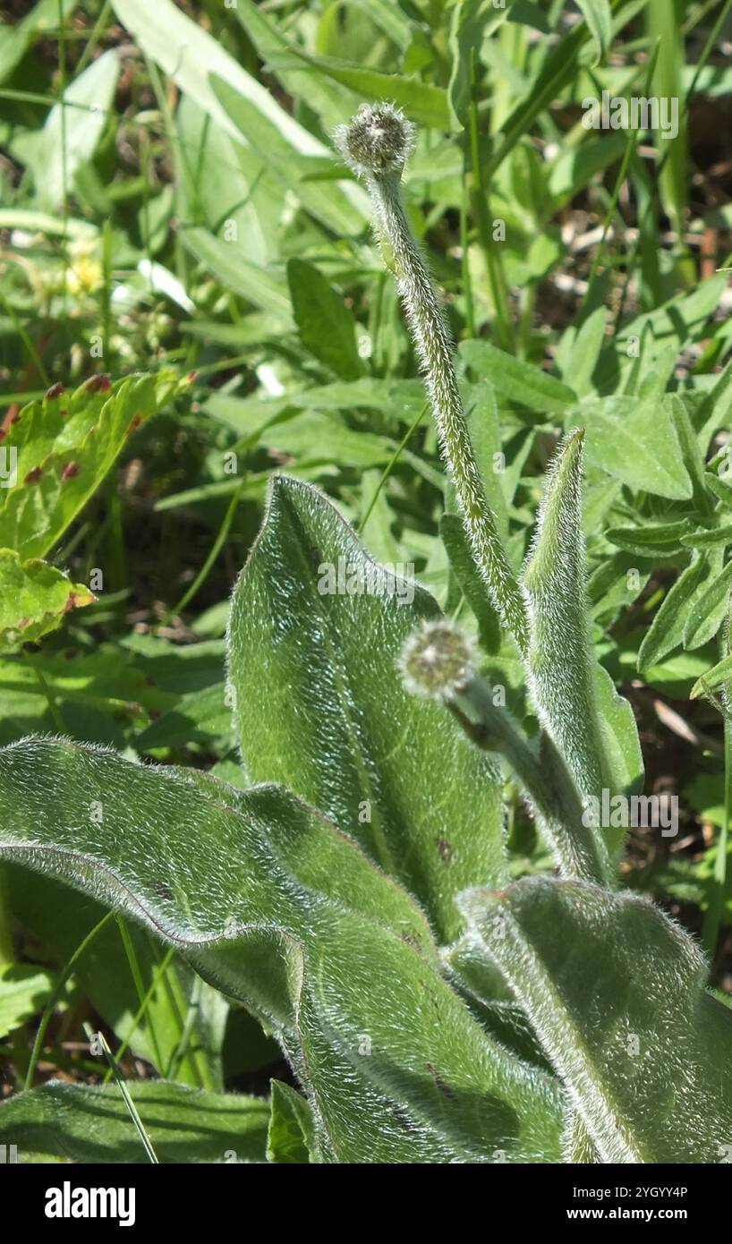 Spotted Cat's-ear (Hypochaeris maculata Stock Photo - Alamy