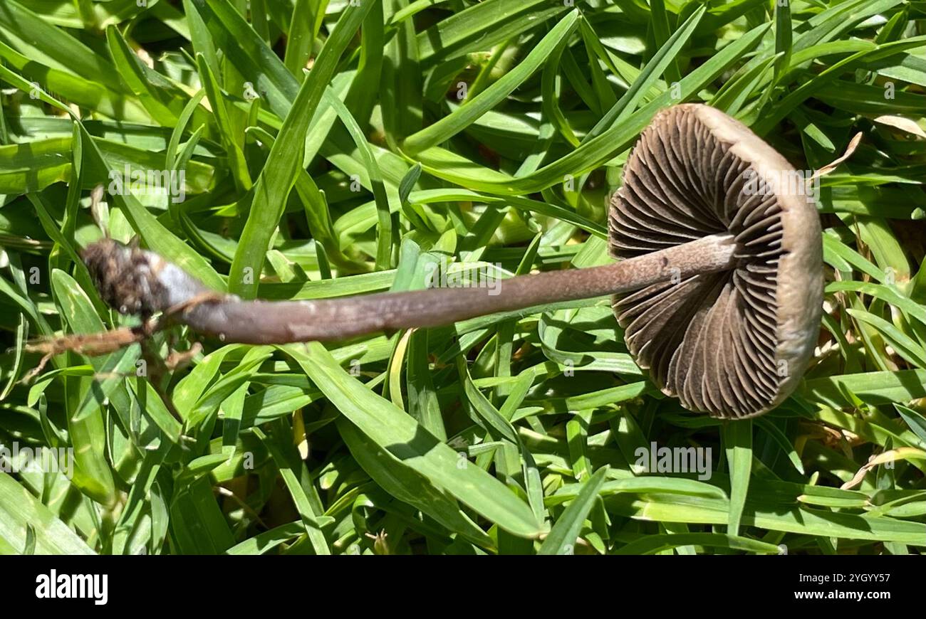 Banded Mottlegill (Panaeolus cinctulus Stock Photo - Alamy