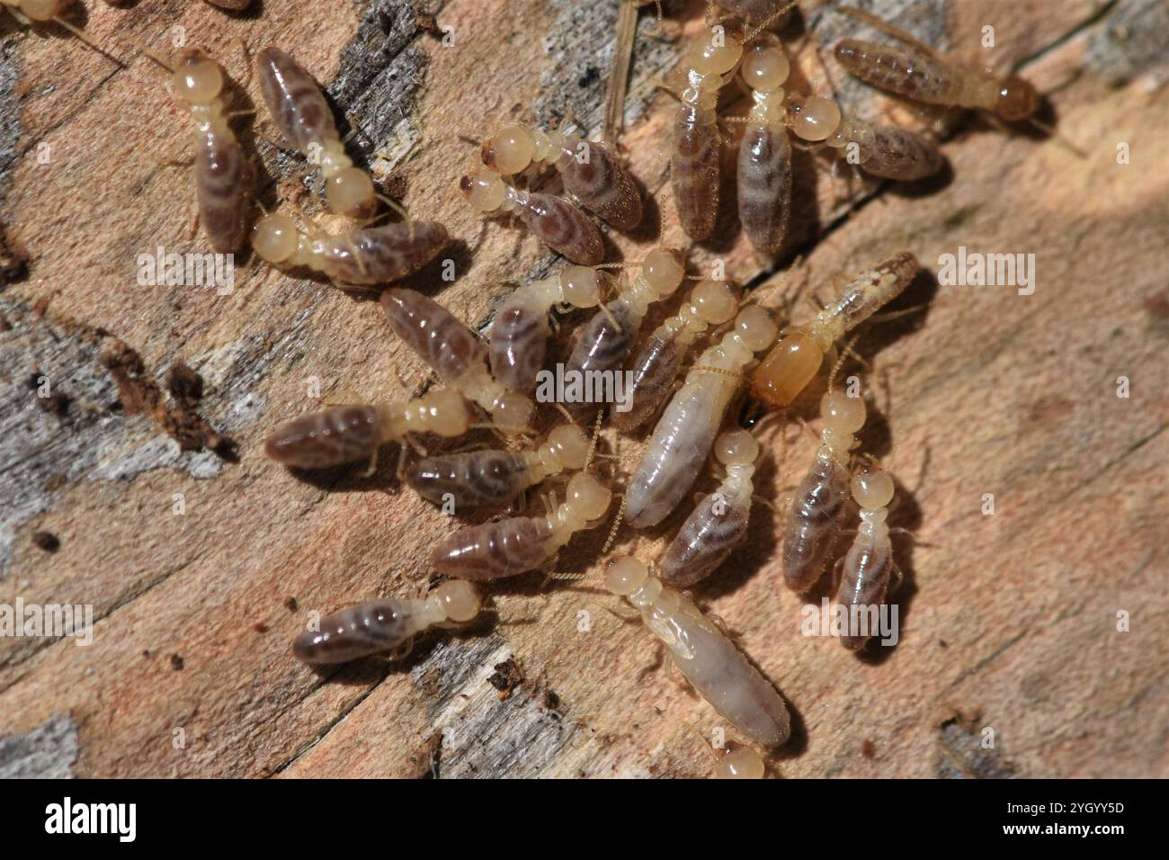 Western Subterranean Termite (Reticulitermes hesperus Stock Photo - Alamy