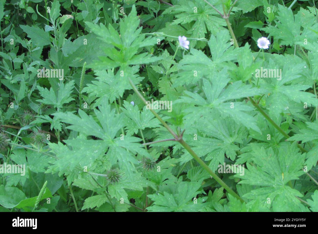 Siberian Crane's-bill (Geranium sibiricum Stock Photo - Alamy