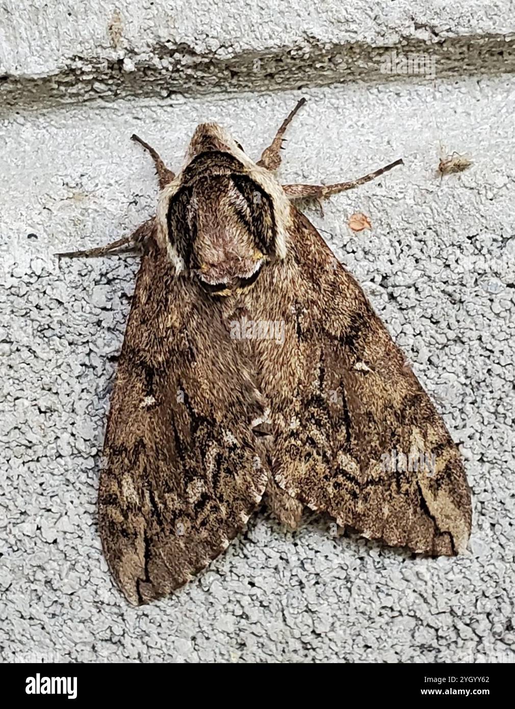 Catalpa Sphinx (Ceratomia catalpae Stock Photo - Alamy