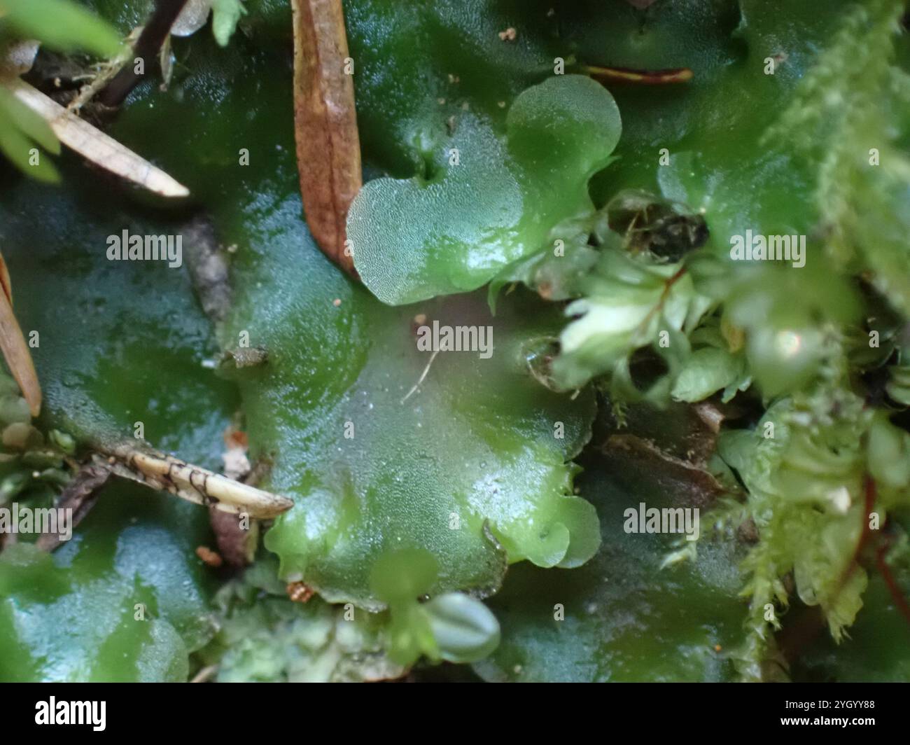 Ring Pellia (Pellia neesiana Stock Photo - Alamy