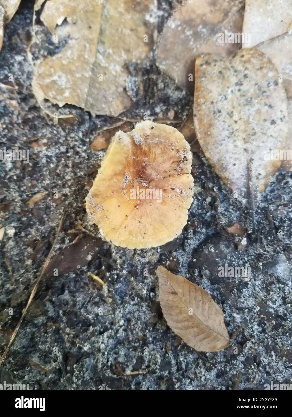 hygrophorus milkcap (Lactifluus hygrophoroides Stock Photo - Alamy
