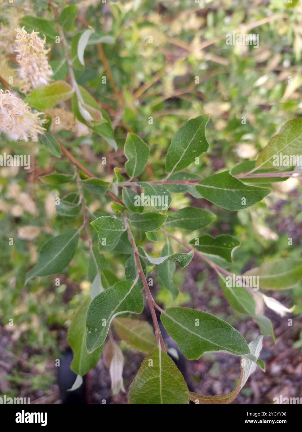 bebb's willow (Salix bebbiana Stock Photo - Alamy