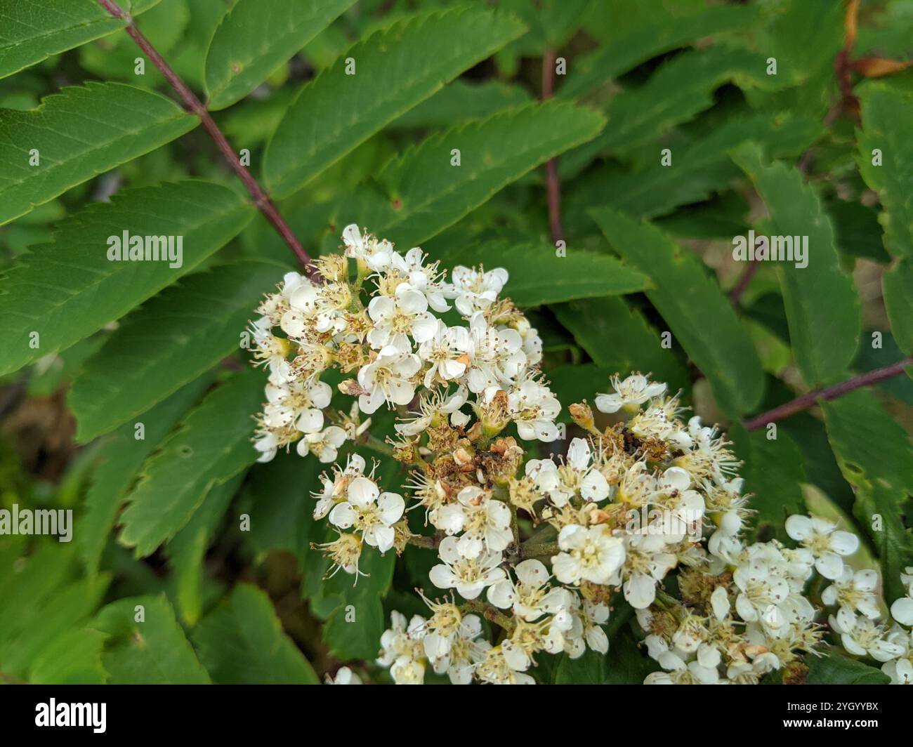 European mountain ash (Sorbus aucuparia Stock Photo - Alamy