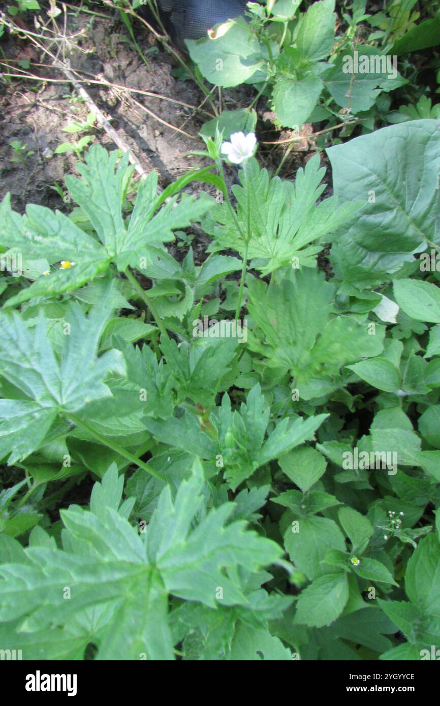 Siberian Crane's-bill (Geranium sibiricum Stock Photo - Alamy