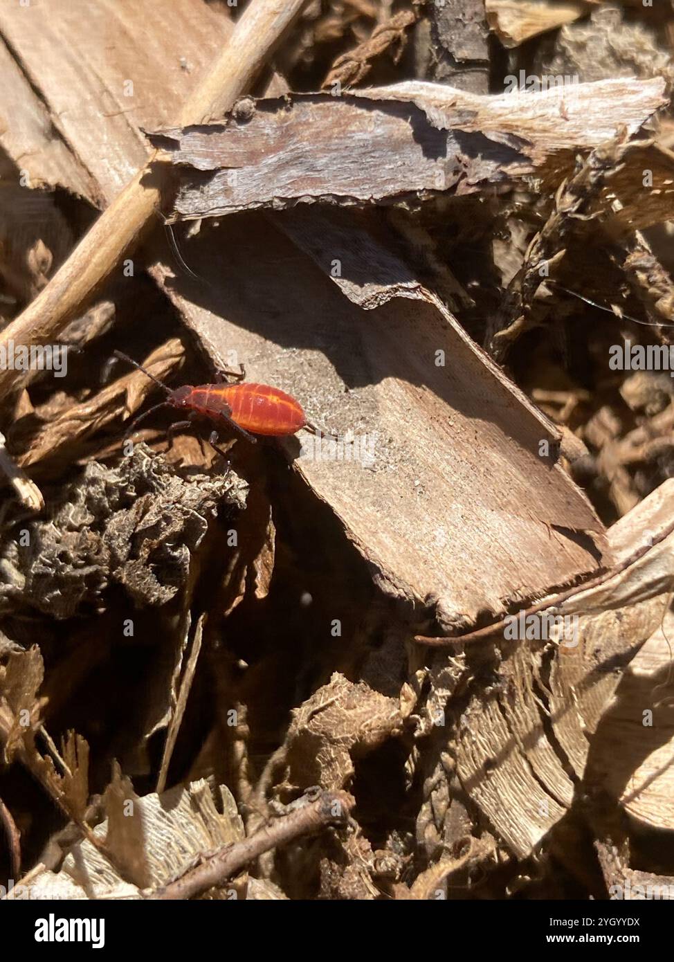 Eastern Boxelder Bug (Boisea trivittata Stock Photo - Alamy