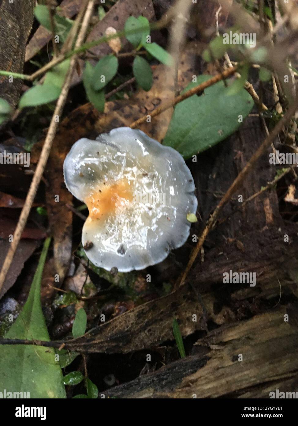 elegant blue webcap (Cortinarius rotundisporus Stock Photo - Alamy