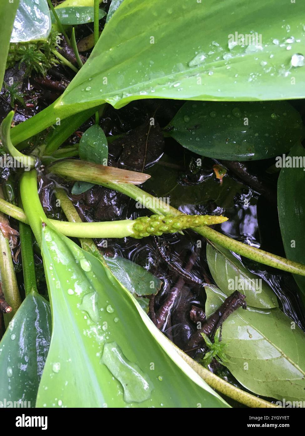 Orontium aquaticum hi-res stock photography and images - Alamy