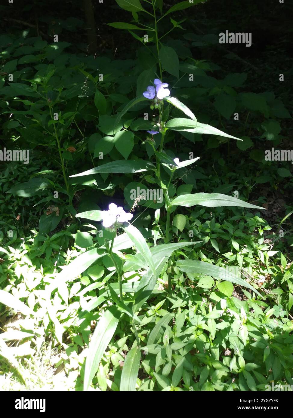 Zigzag Spiderwort (Tradescantia subaspera Stock Photo - Alamy