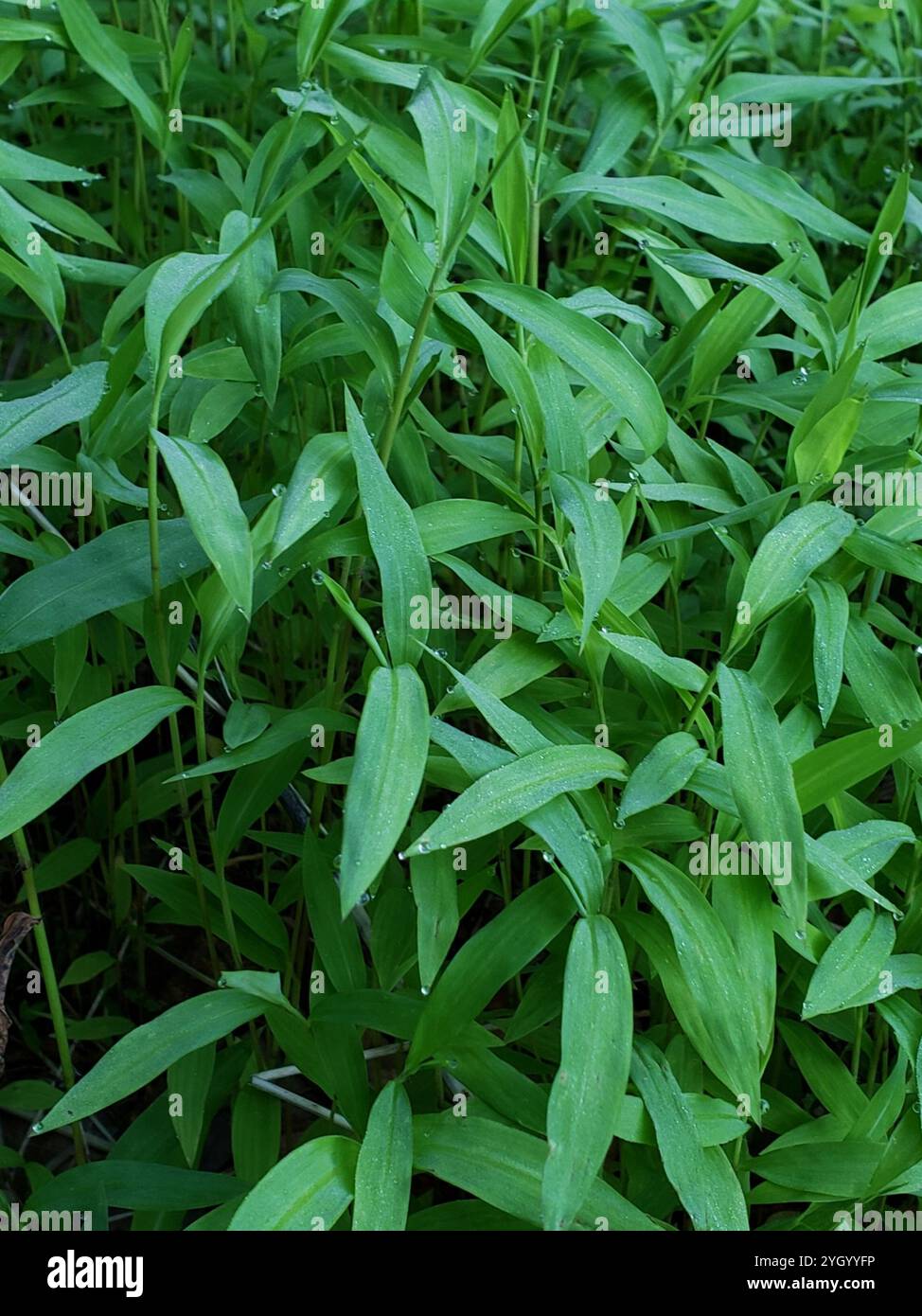 Japanese stiltgrass hi-res stock photography and images - Alamy