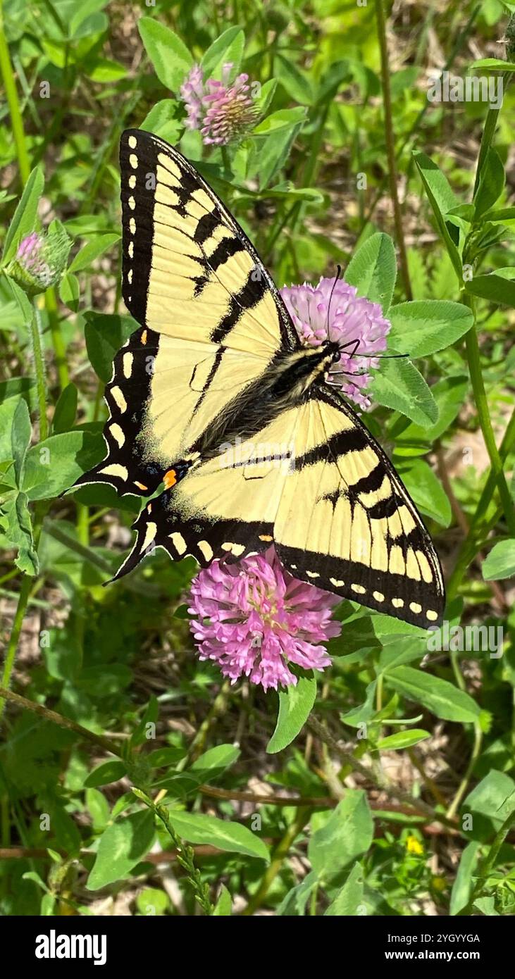 Canadian Tiger Swallowtail (Papilio canadensis Stock Photo - Alamy