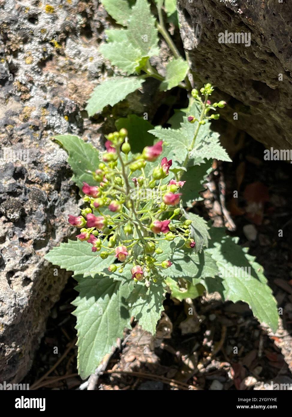 Desert Figwort (Scrophularia desertorum Stock Photo - Alamy