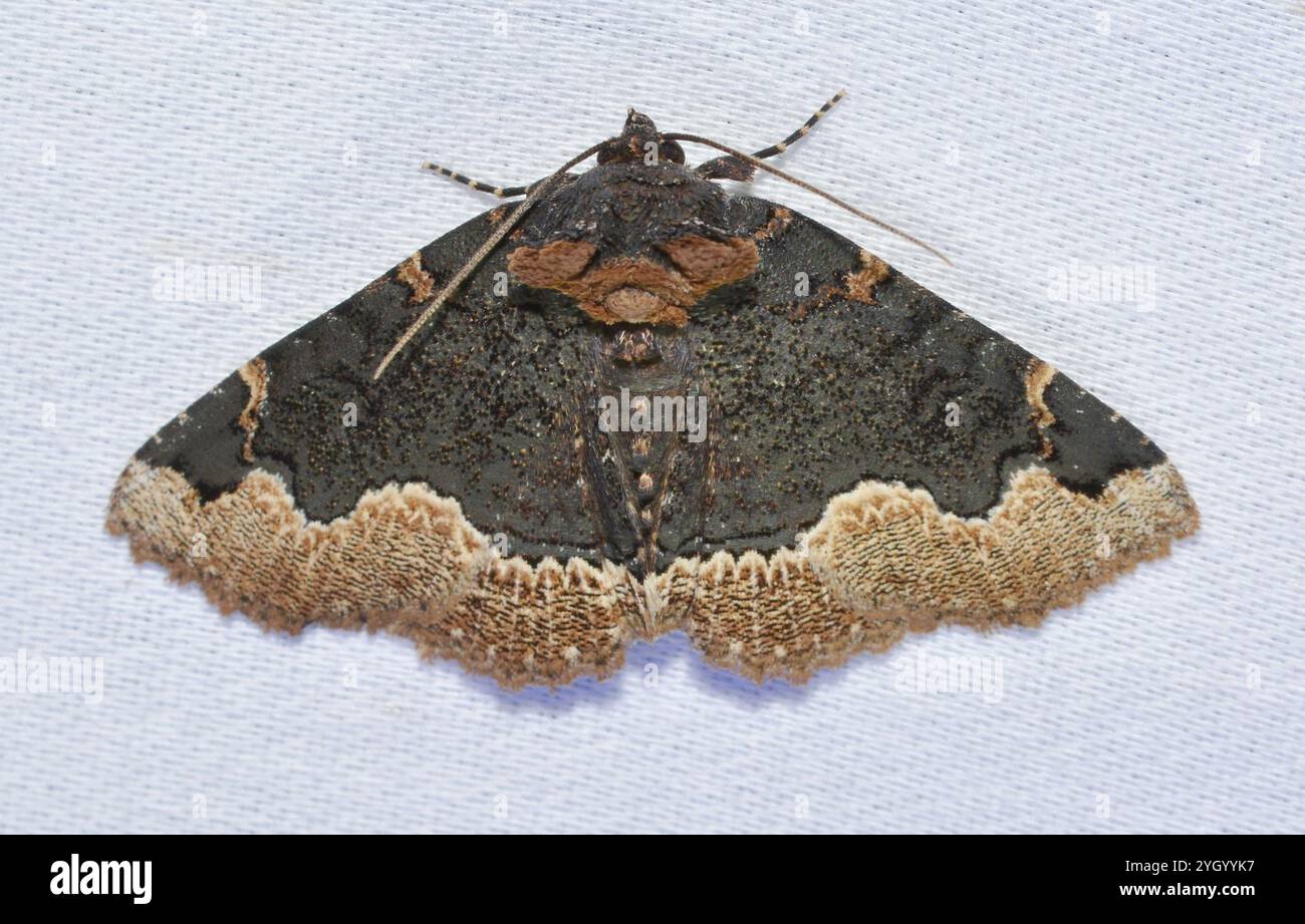 Horrid Zale Moth (Zale horrida Stock Photo - Alamy