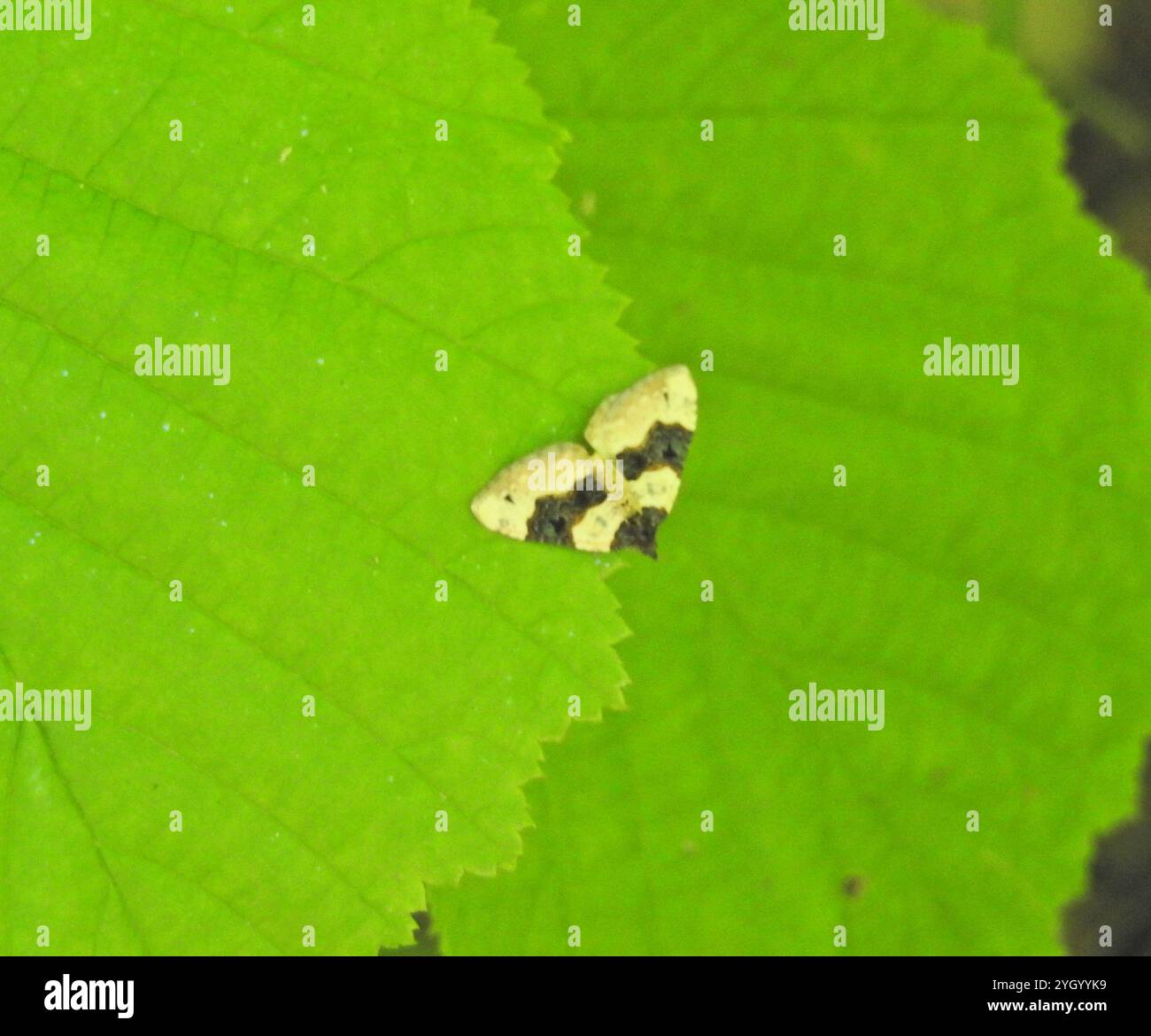 Purple Bar (Cosmorhoe ocellata Stock Photo - Alamy
