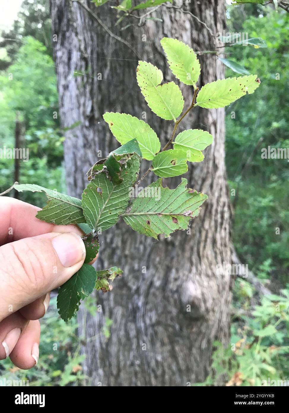 Cedar Elm (Ulmus crassifolia Stock Photo - Alamy