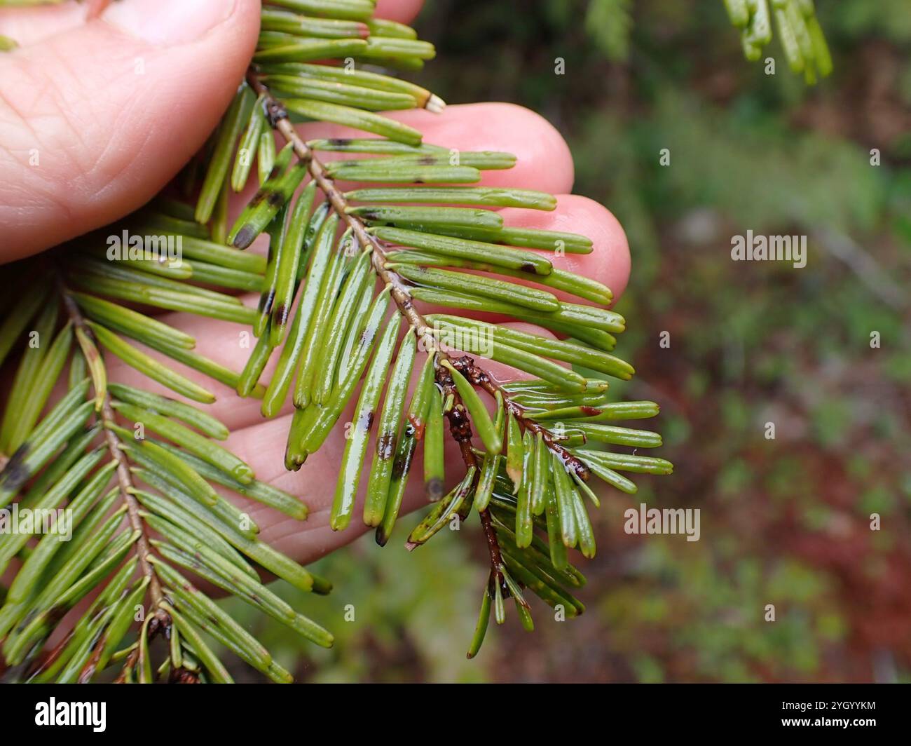 grand fir (Abies grandis Stock Photo - Alamy