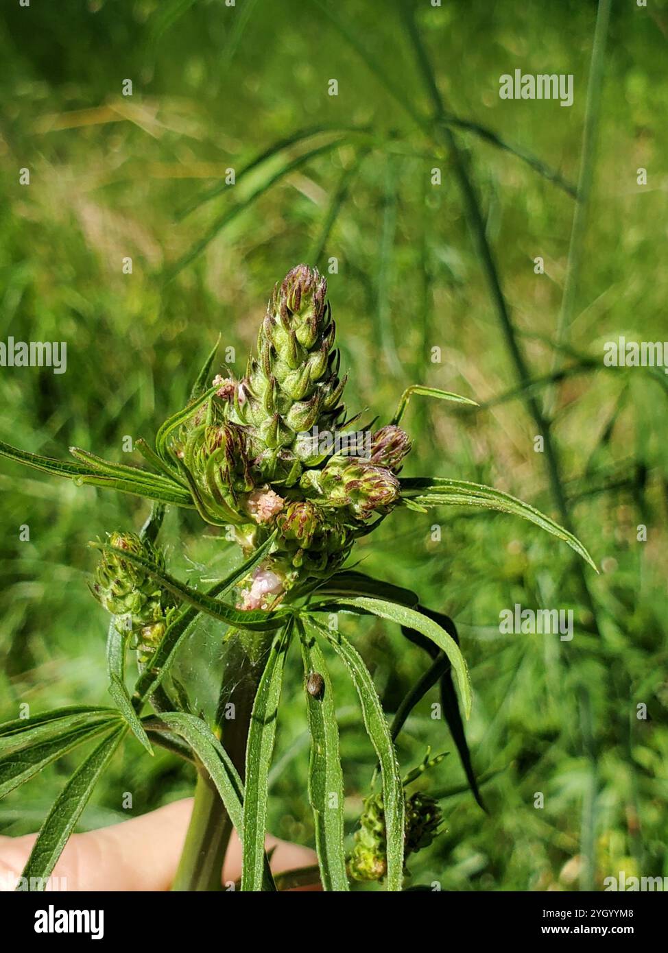 Meadow checker mallow hi-res stock photography and images - Alamy