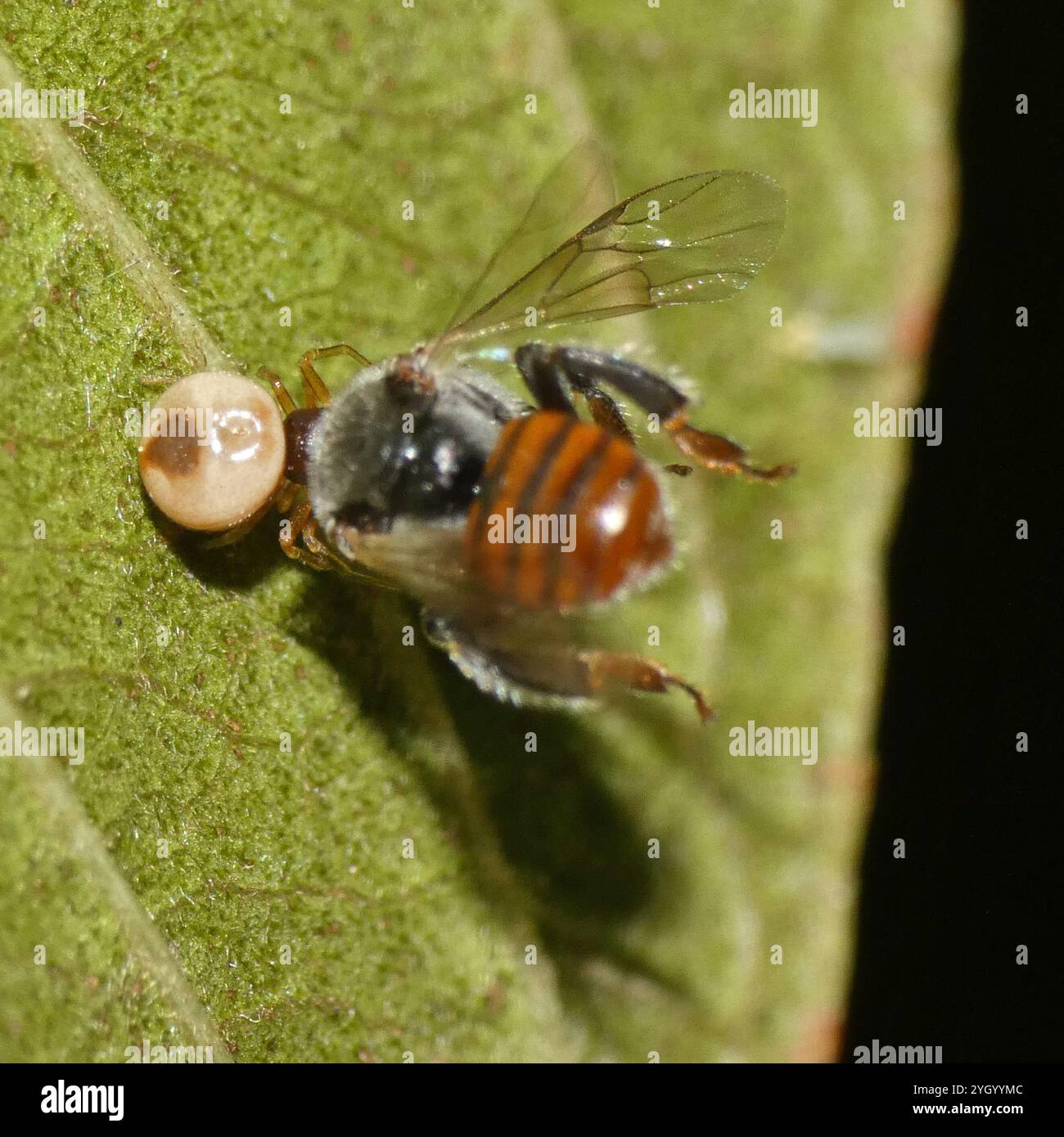Beetle crab spiders (Mystaria Stock Photo - Alamy
