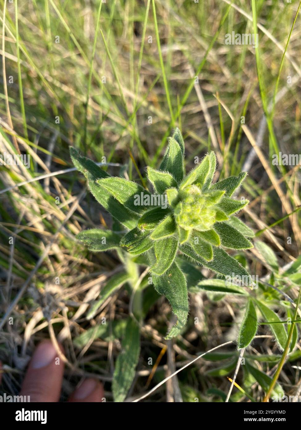 stoneseeds, puccoons, and gromwells (Lithospermum Stock Photo - Alamy