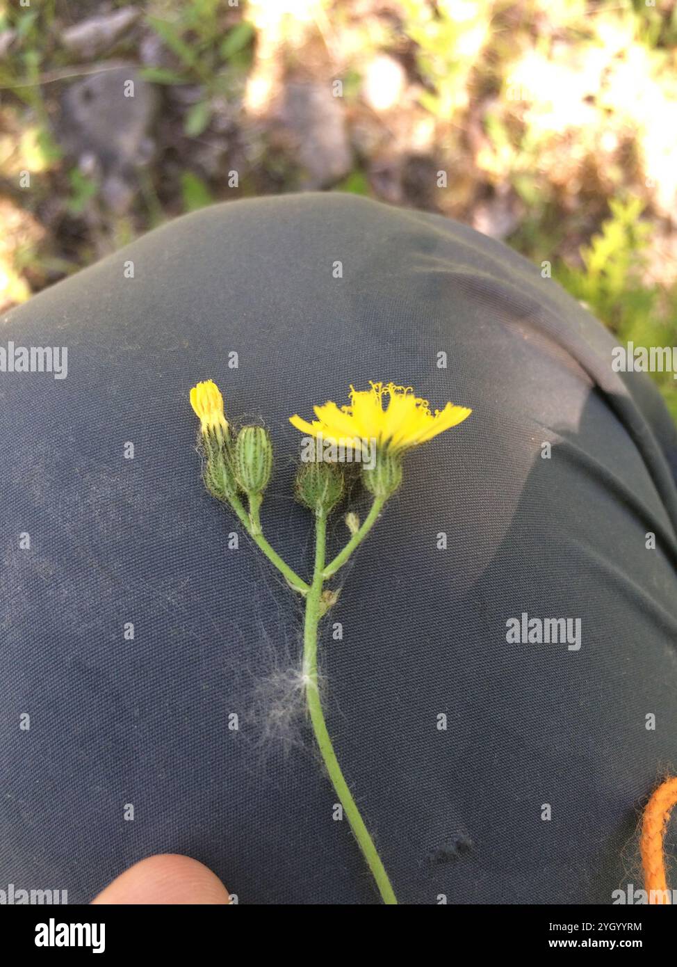 Yellow-devil (Pilosella floribunda Stock Photo - Alamy