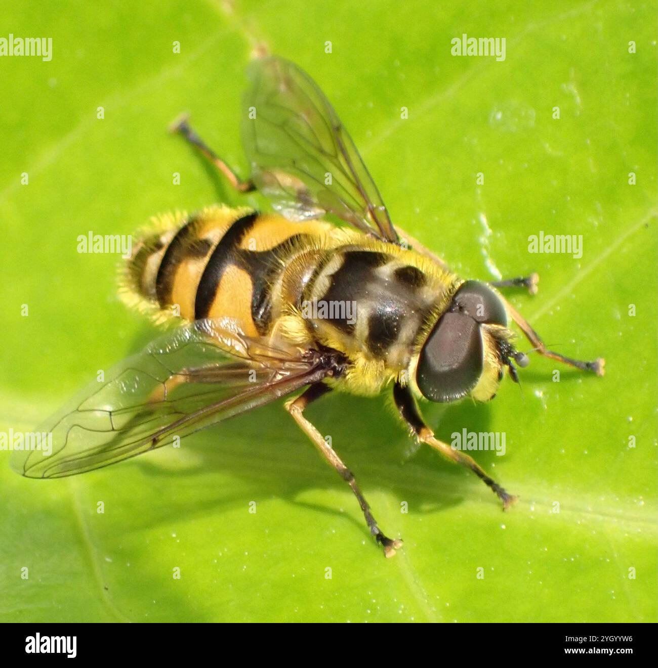 Yellow-haired Sun Fly (Myathropa florea Stock Photo - Alamy