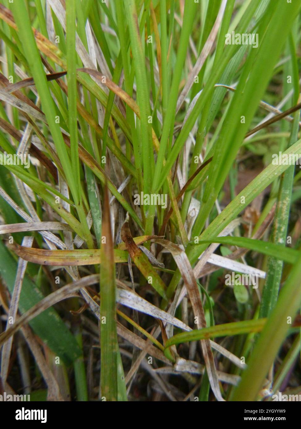 alpine grass (Carex brizoides Stock Photo - Alamy