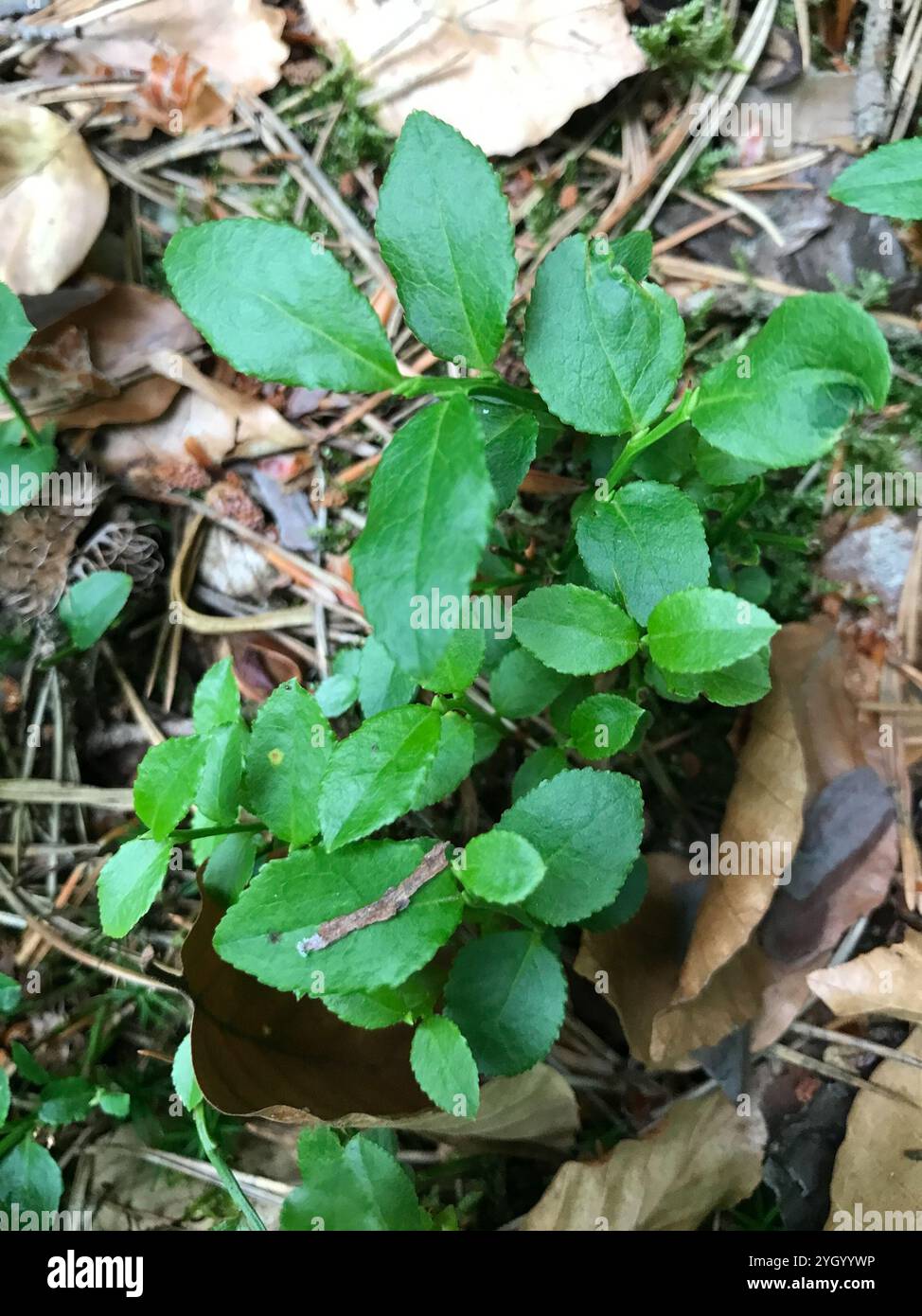common bilberry (Vaccinium myrtillus Stock Photo - Alamy