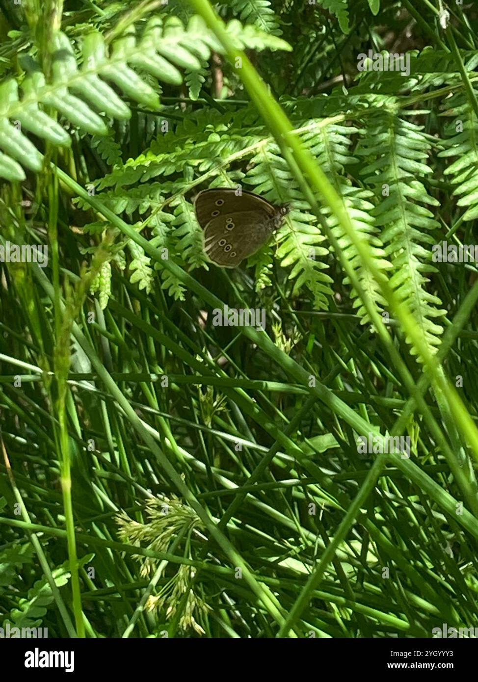 Ringlet (Aphantopus hyperantus Stock Photo - Alamy