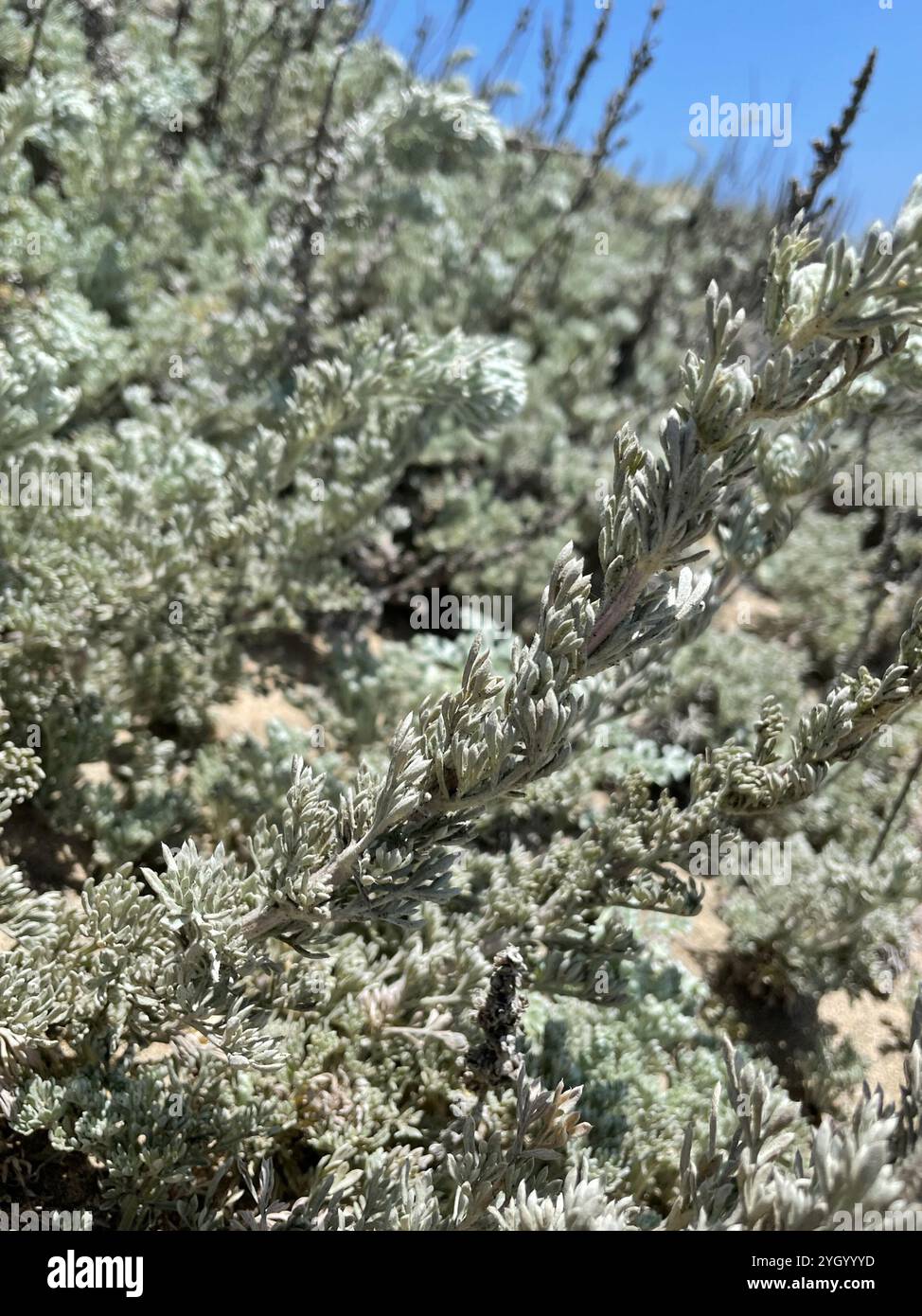 coastal sagewort (Artemisia pycnocephala Stock Photo - Alamy
