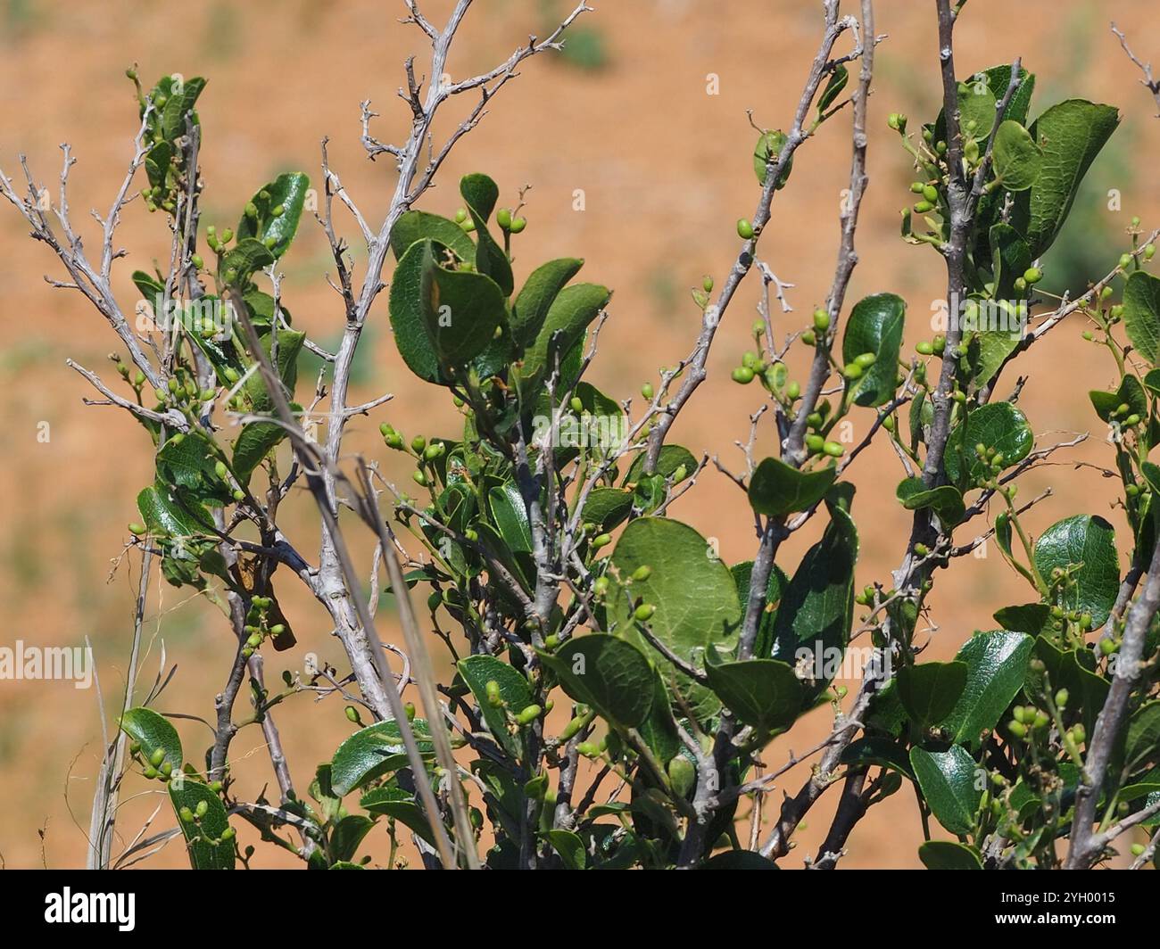 sapphire-berry (Symplocos paniculata Stock Photo - Alamy