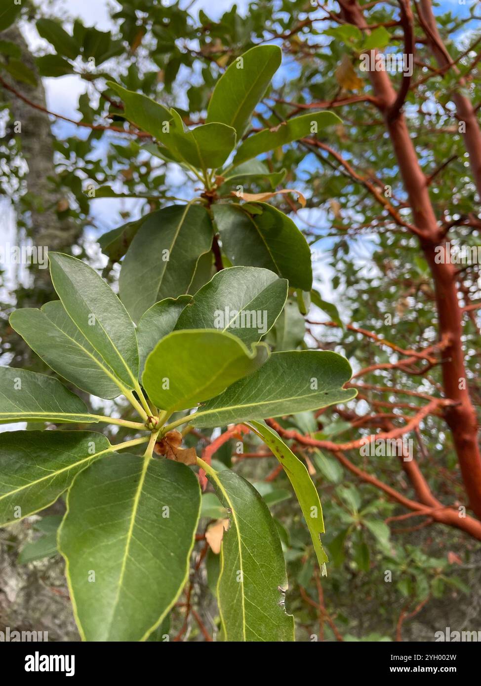 Pacific madrone (Arbutus menziesii Stock Photo - Alamy