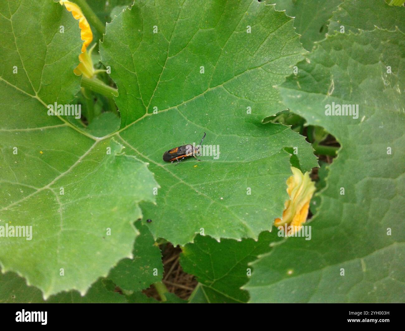 Squash Vine Borer (Eichlinia cucurbitae Stock Photo - Alamy