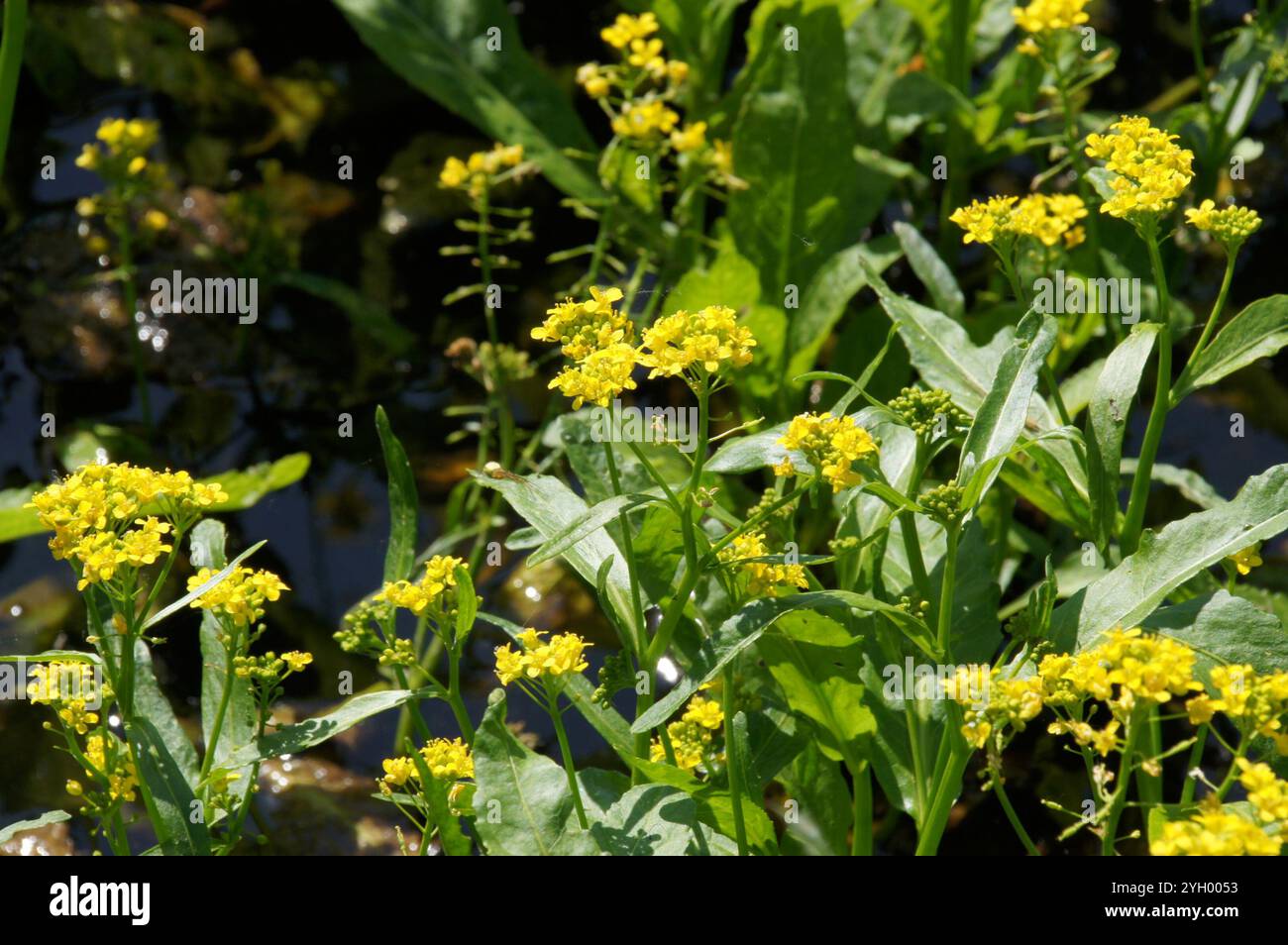 Amphibious Yellowcress (Rorippa amphibia Stock Photo - Alamy
