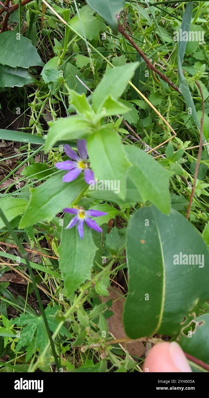 Fairy Fan-flower (Scaevola aemula Stock Photo - Alamy