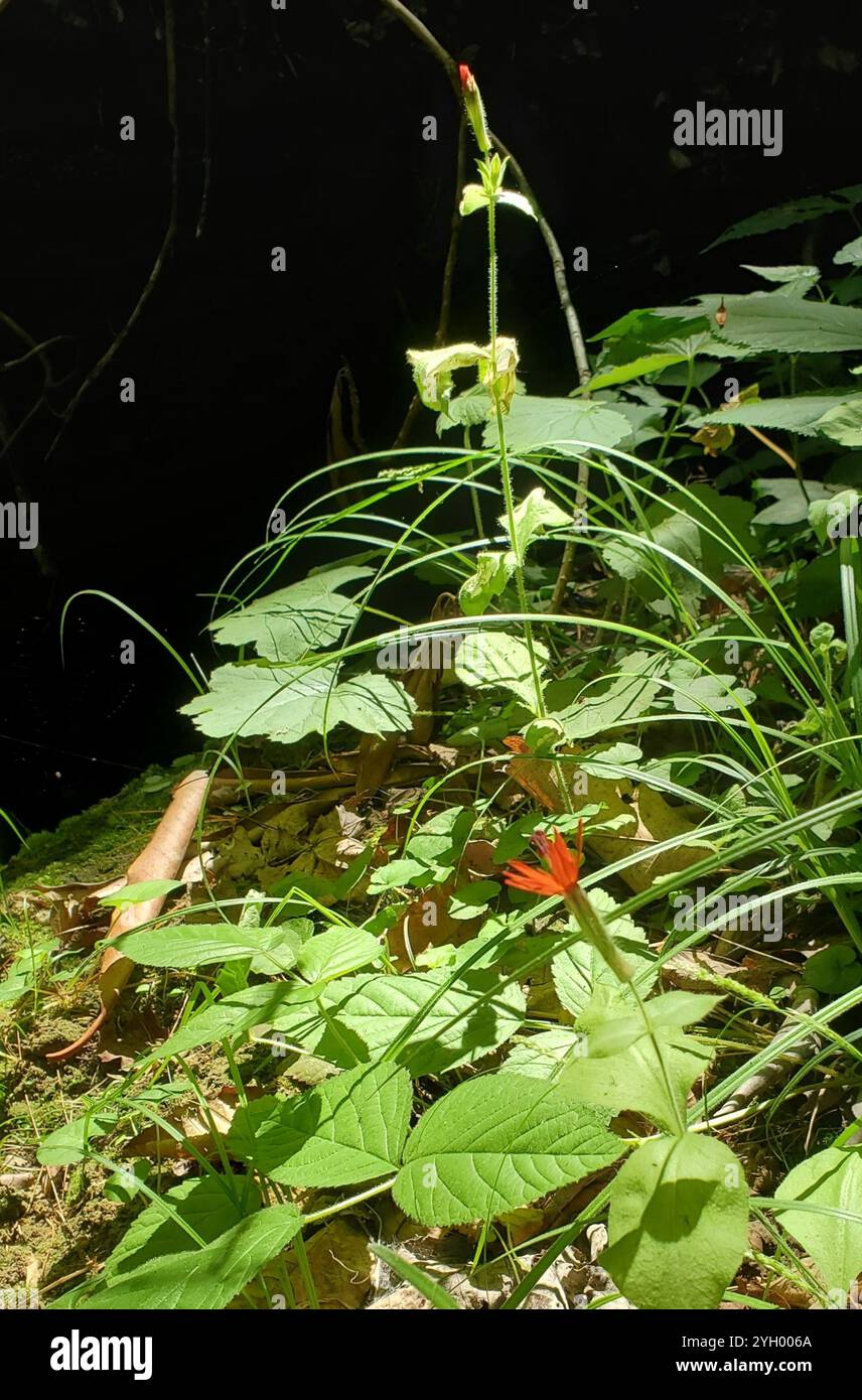 Round-leaf Catchfly (Silene rotundifolia Stock Photo - Alamy