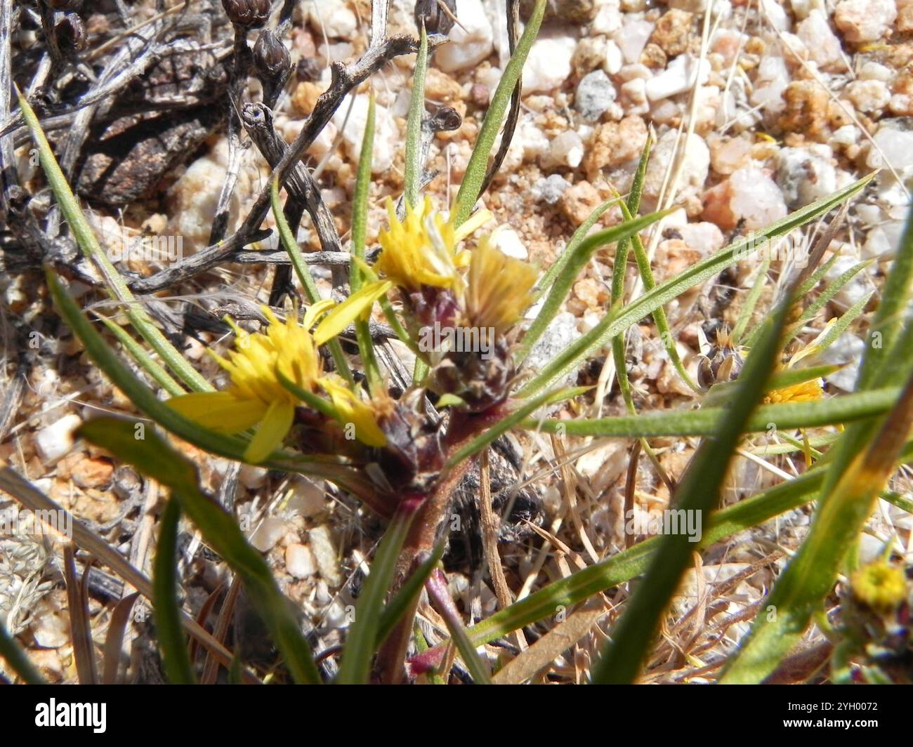 Fine Vomitdaisy (Geigeria filifolia Stock Photo - Alamy