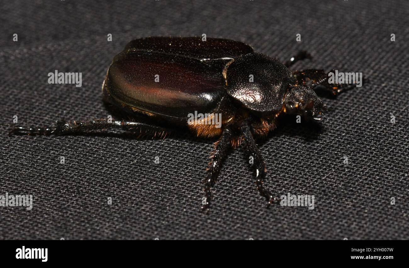 Typical Hermit Beetles (Osmoderma Stock Photo - Alamy