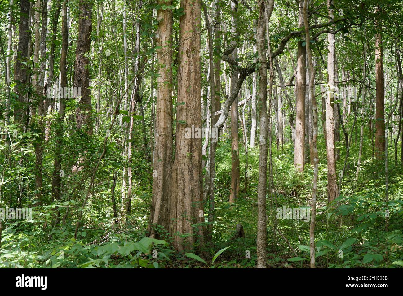 Deciduous dipterocarp forest in southeast asian Stock Photo - Alamy