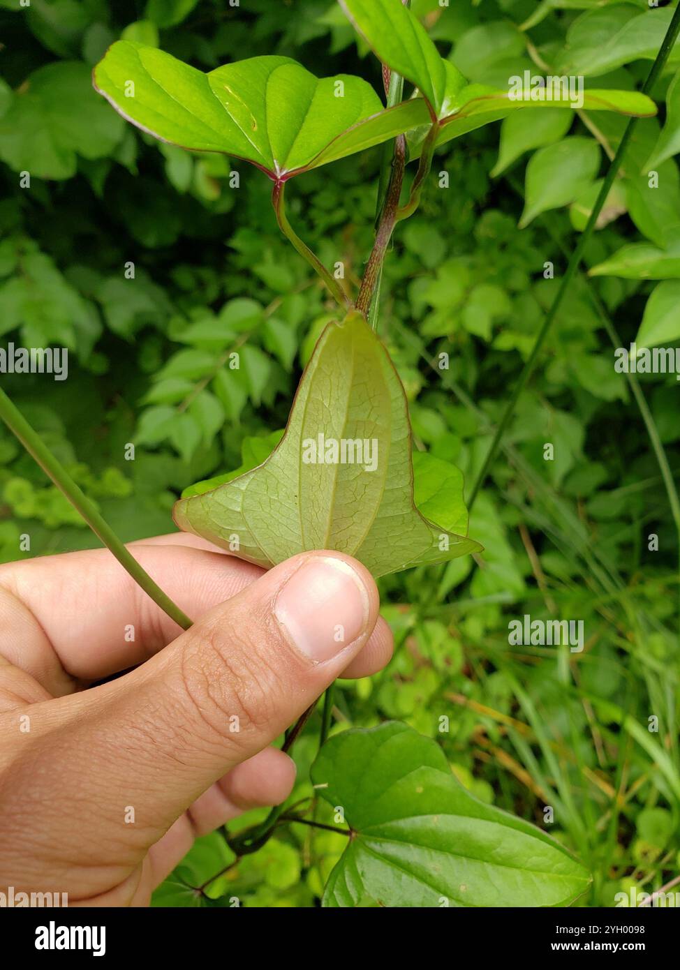 Chinese yam (Dioscorea polystachya Stock Photo - Alamy