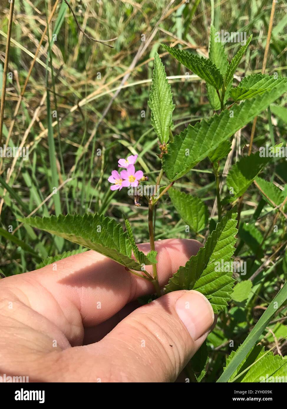 Pyramid Flower (Melochia pyramidata Stock Photo - Alamy